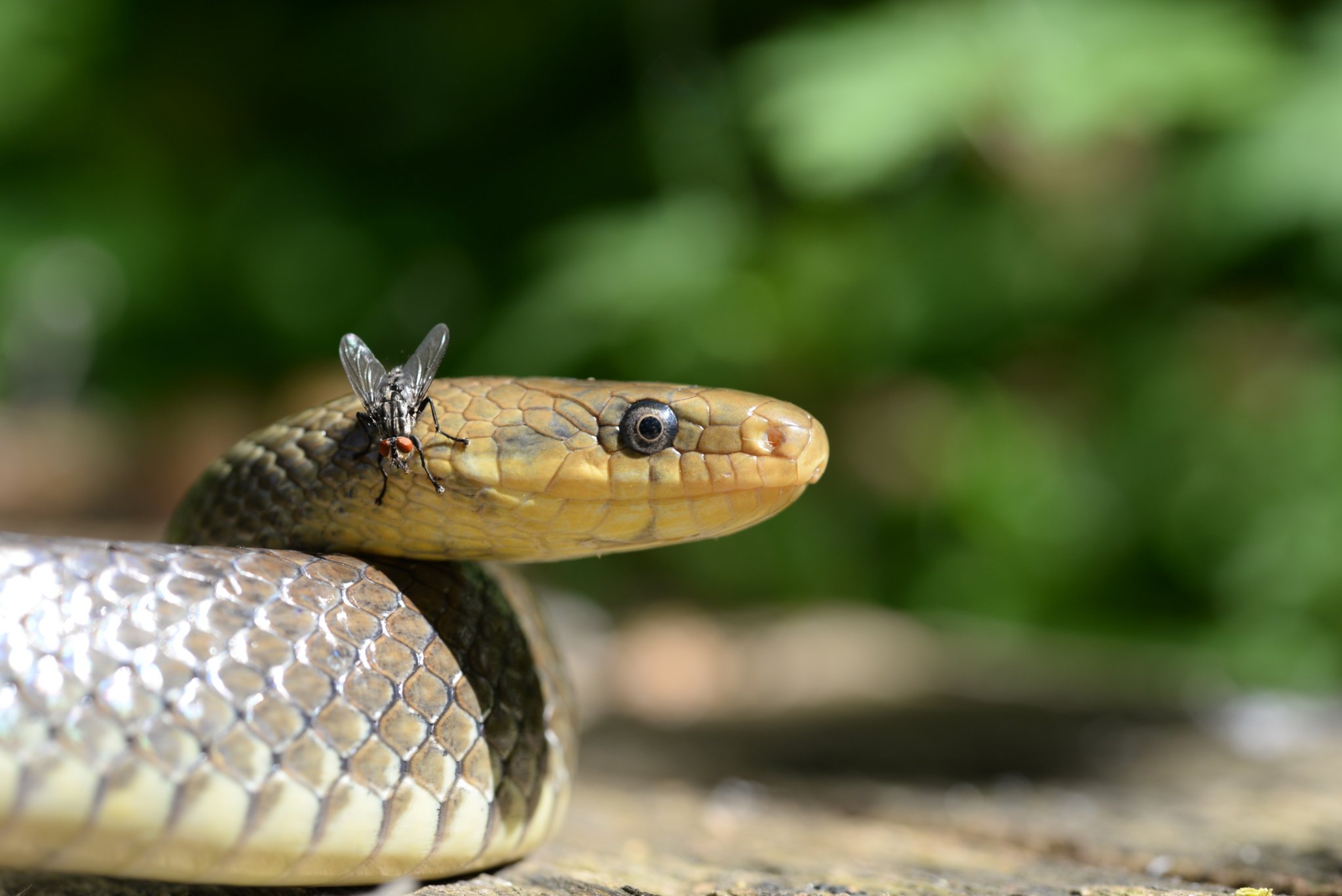 Hady na Slovensku - sú jedovaté? Ublížia ti? | Domolenky