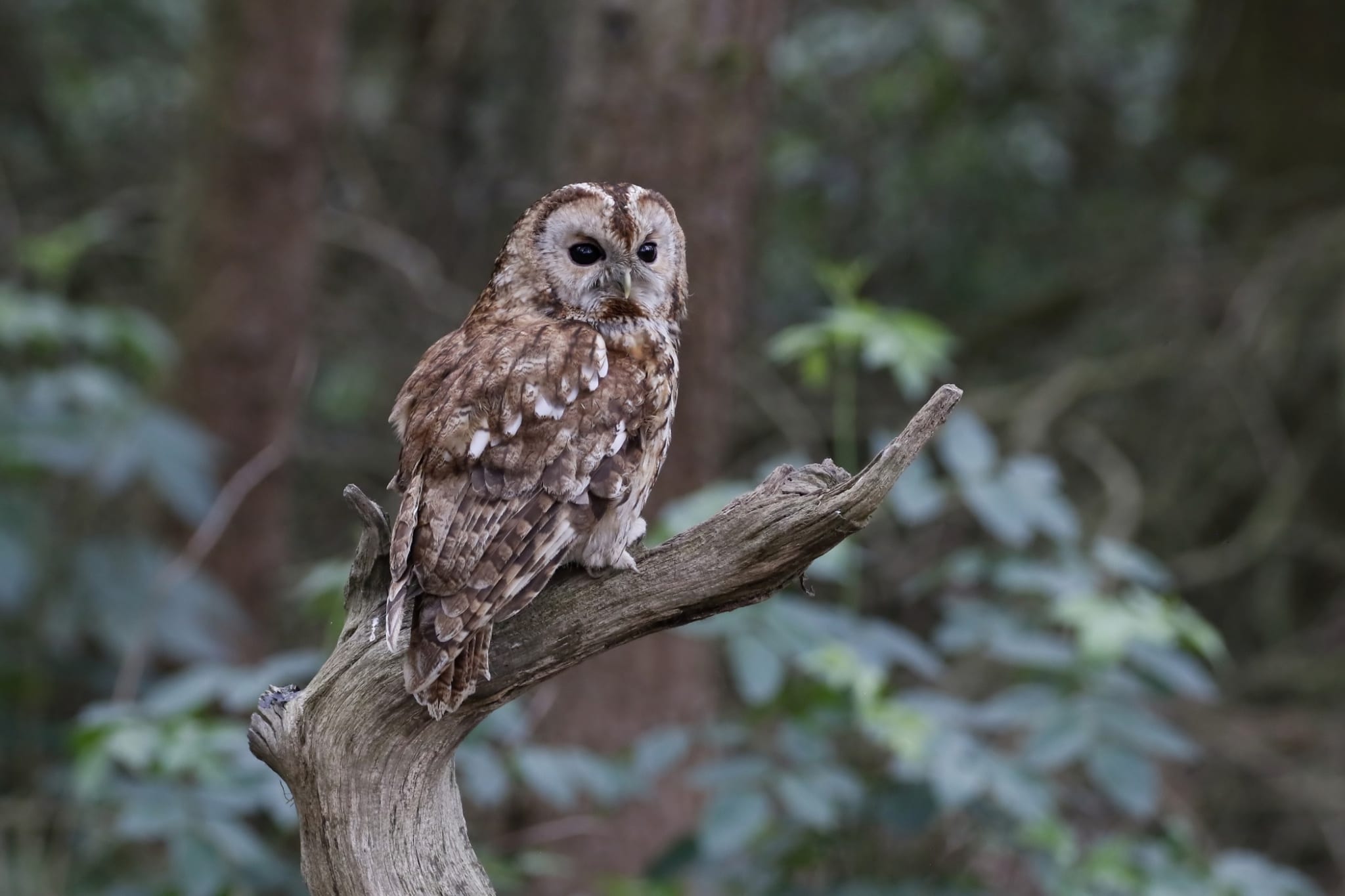 Aké máme sovy na Slovensku? Ukážeme ti ako ich rozpoznáš