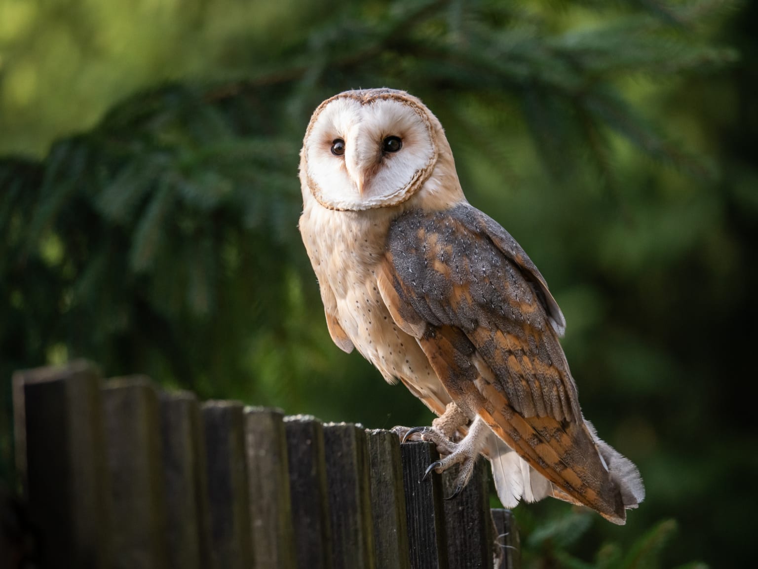 Aké máme sovy na Slovensku? Ukážeme ti ako ich rozpoznáš